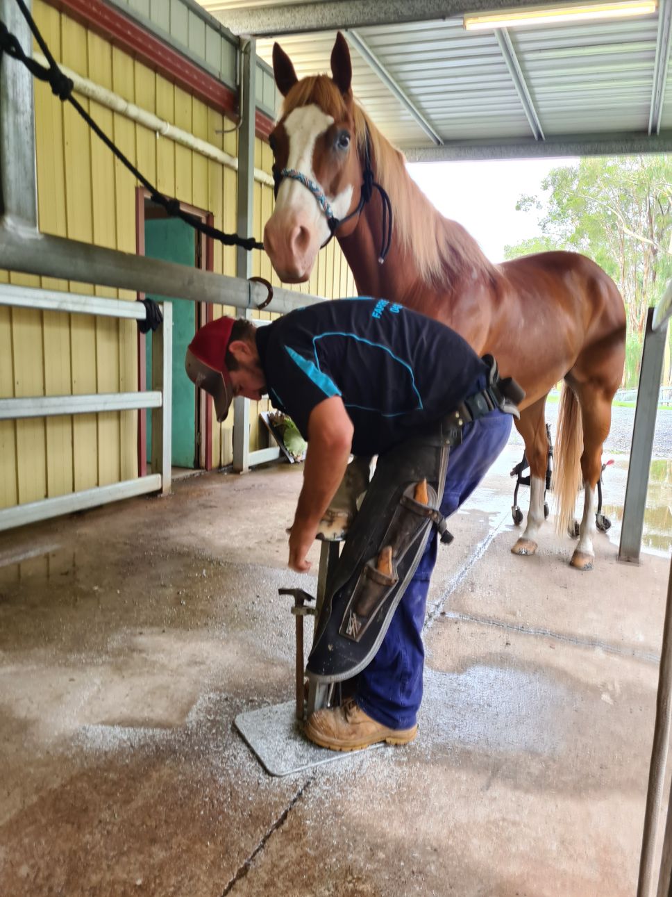 Sunshine Coast Farrier Services | Farriers & Blacksmiths