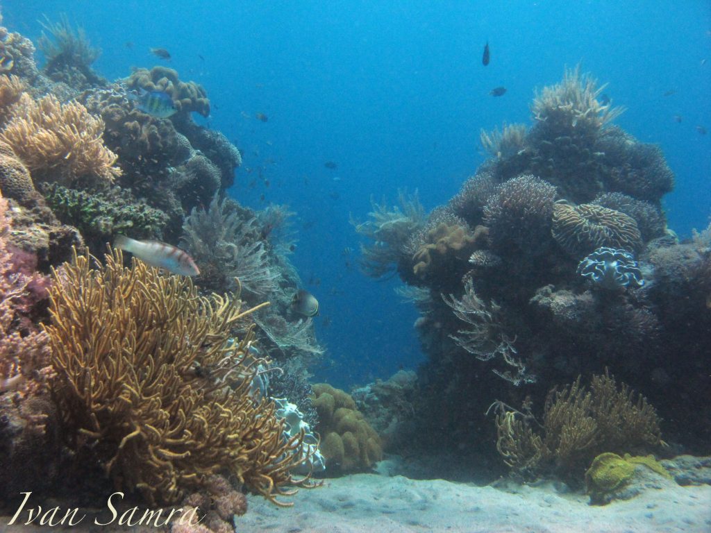 East Timor 2024 - Swim with Blue Whales