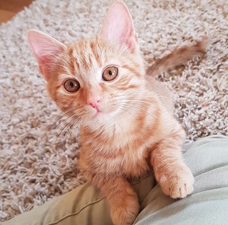 Home [rosedalecattery.co.uk]