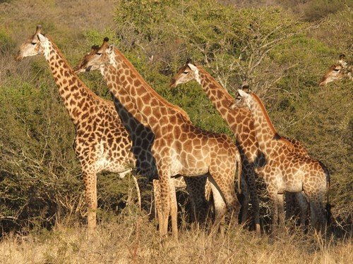 Follow a Giraffe Research Project