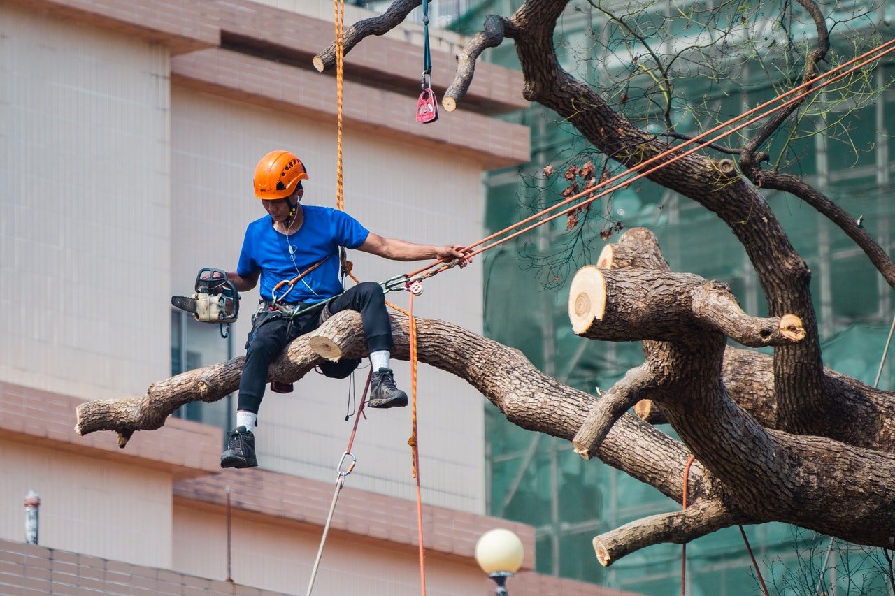 Inland Tree Care Company | Tree Services in Riverside County, CA