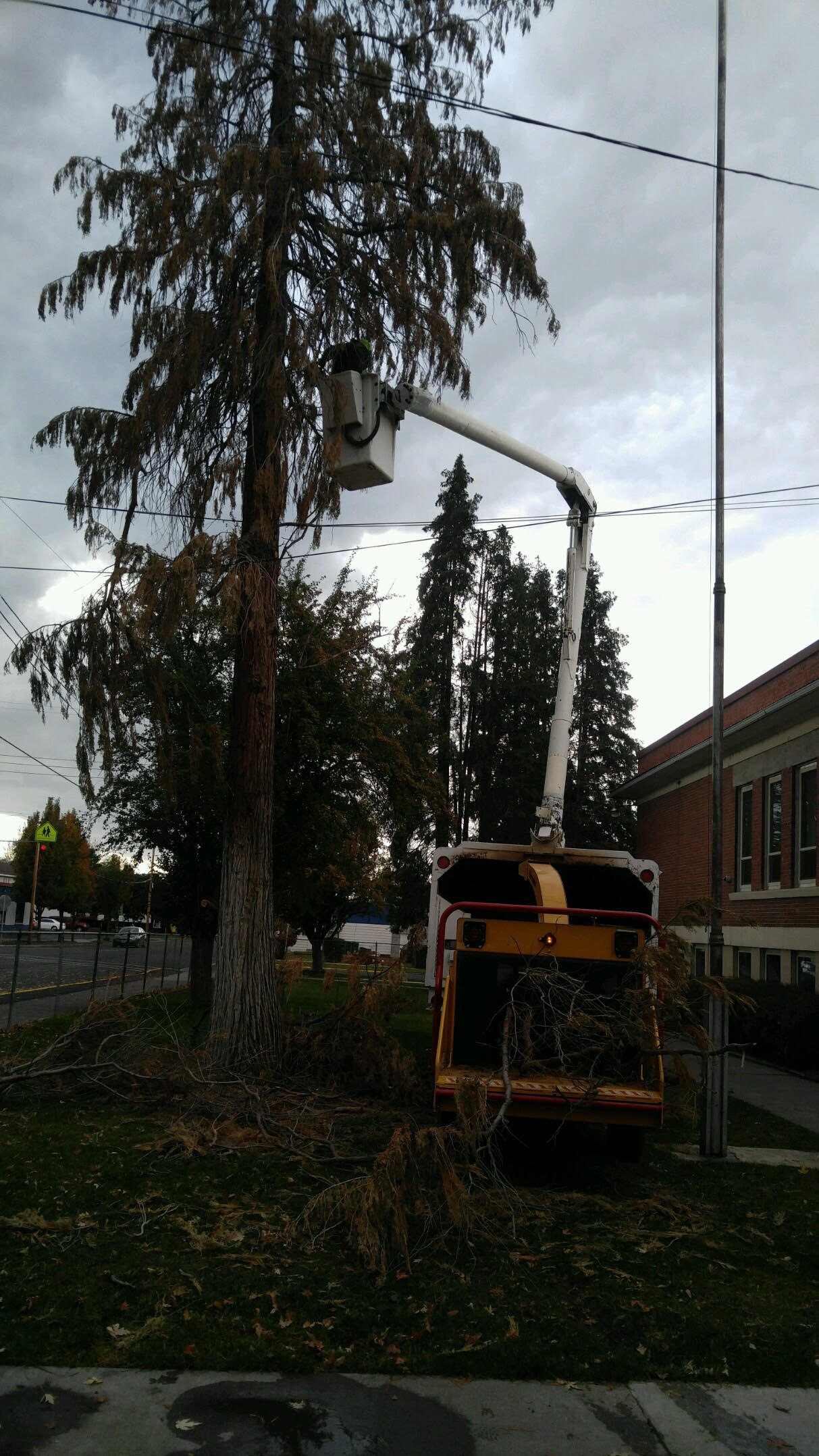 Gallery | Absolute Tree Care Service LLC