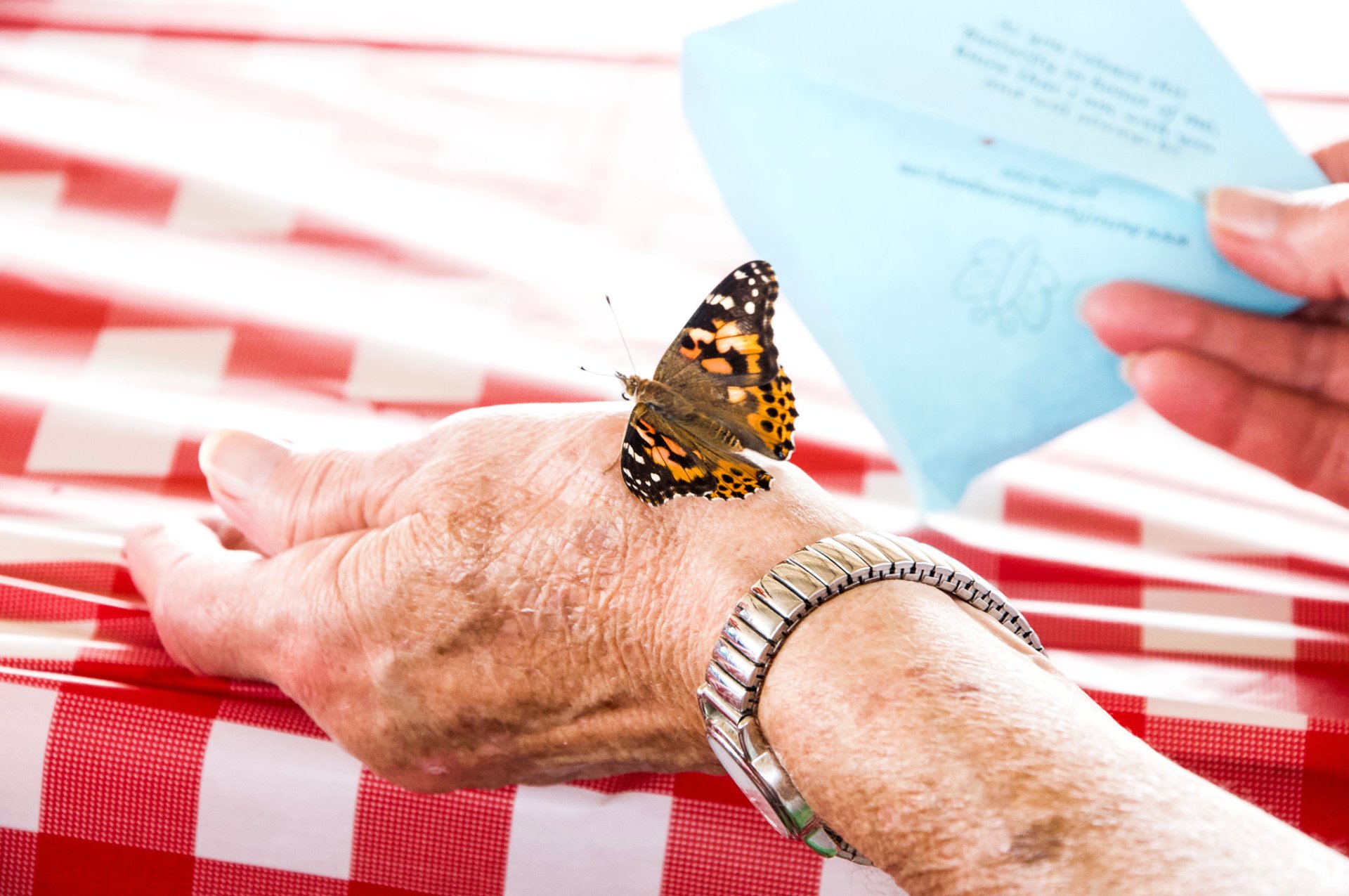 Butterfly Release