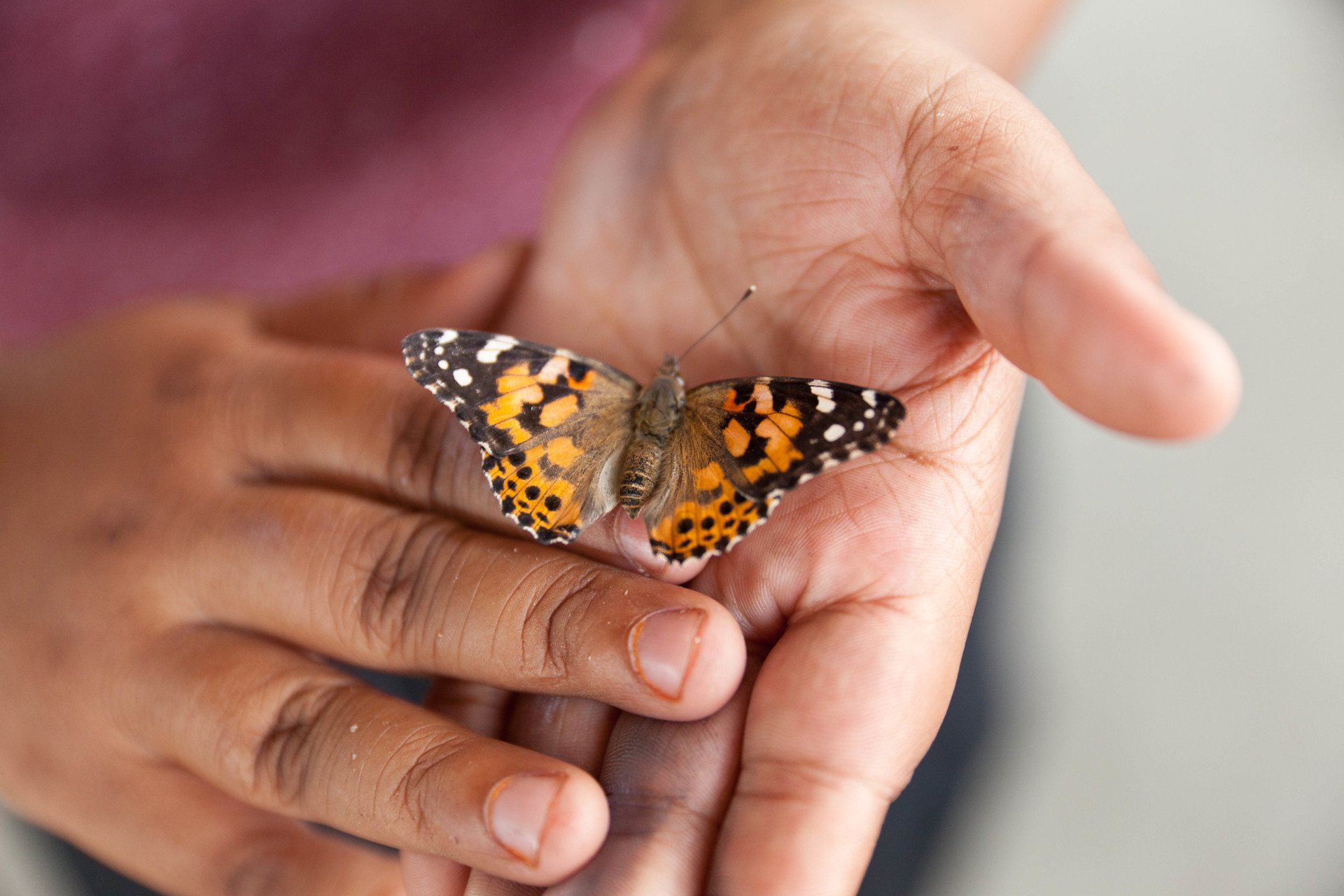 Butterfly Release