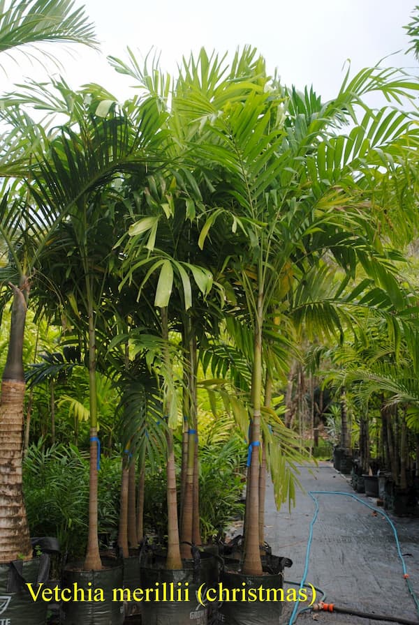 Gallery | Bluewater Palms