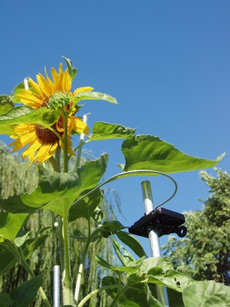 All Roots Planter Co. | Tomato Rings