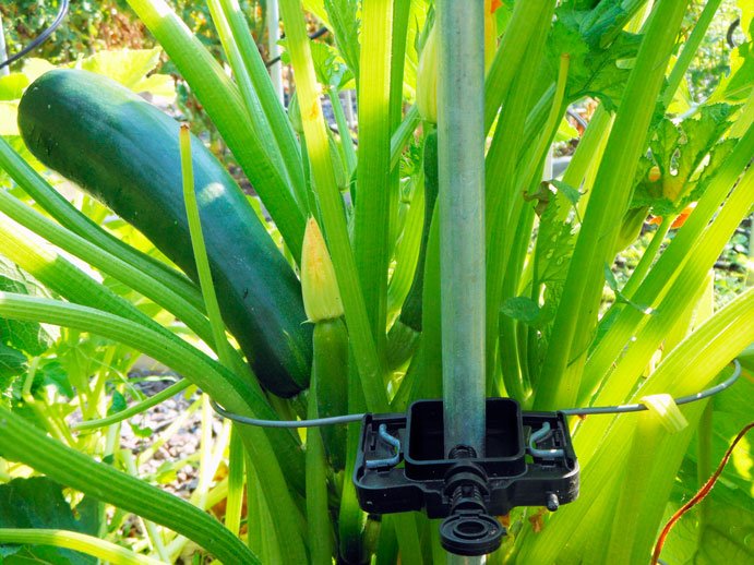 All Roots Planter Co. | Tomato Rings