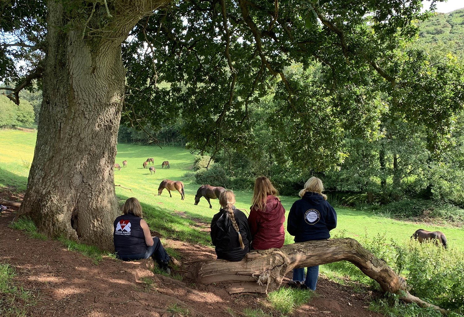 Join the Exmoor Pony Experience - National Park Experiences Collection