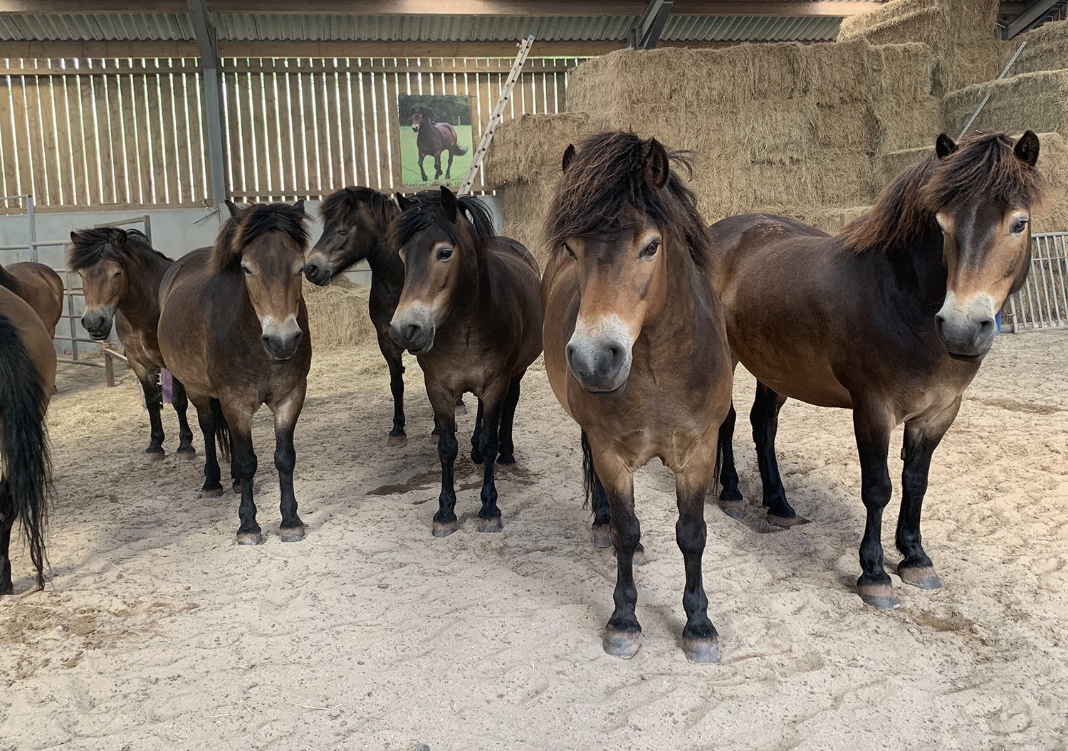 Join the Exmoor Pony Experience - National Park Experiences Collection