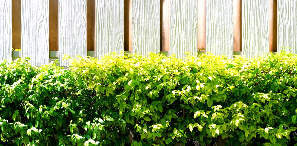 Florida Landscape Hedges Spacing Hedges – Let's Get It Right | The
