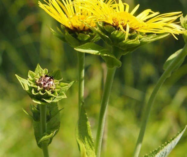 Elecampane ~ Inula Helenium