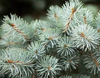 Conifers for Sale in Snohomish, WA