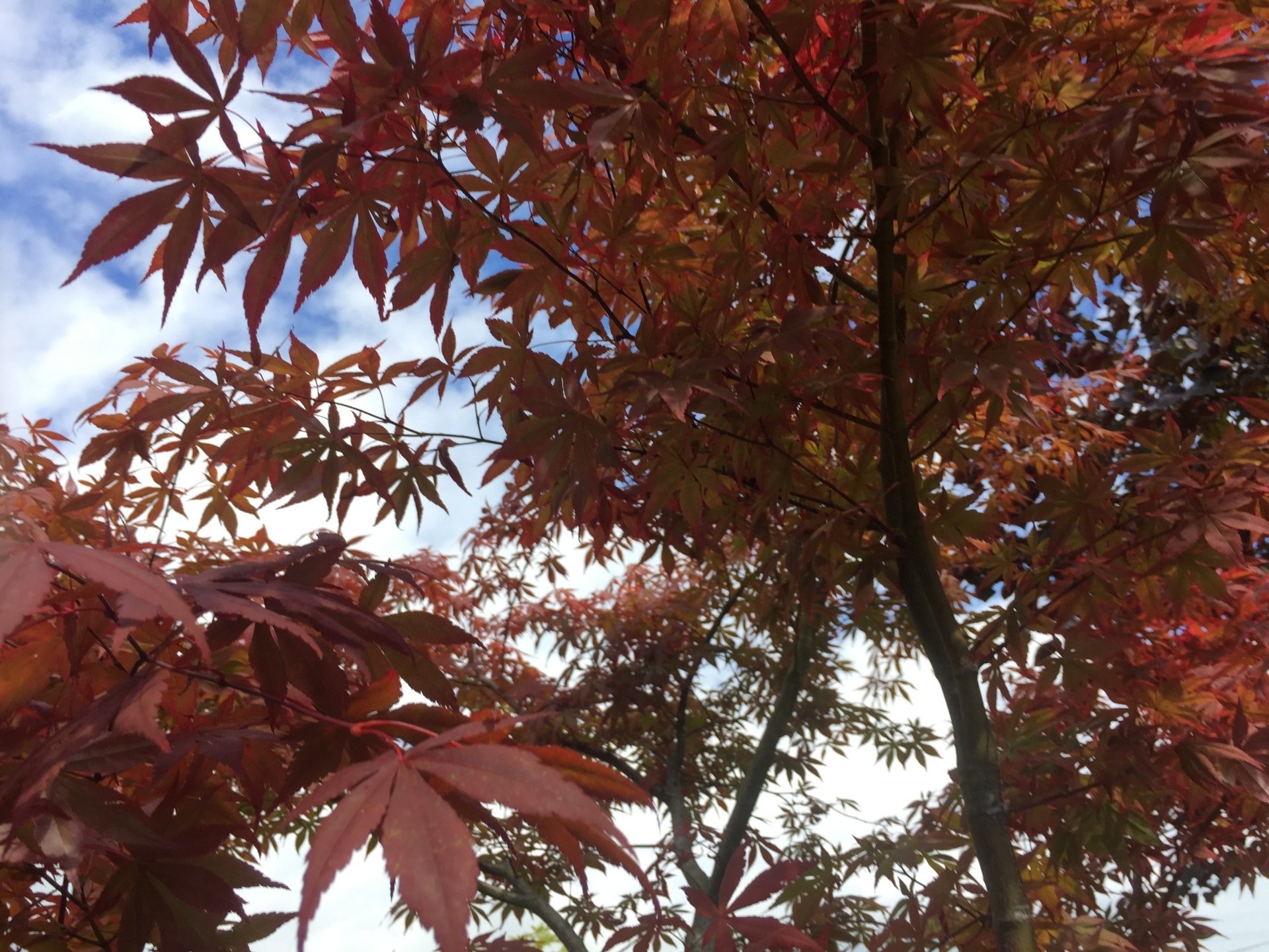 Wholesale and Retail Trees for Sale in Snohomish, WA