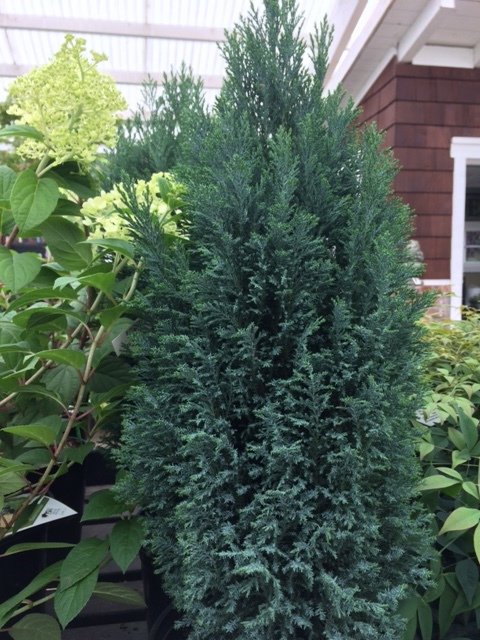 Conifers for Sale in Snohomish, WA