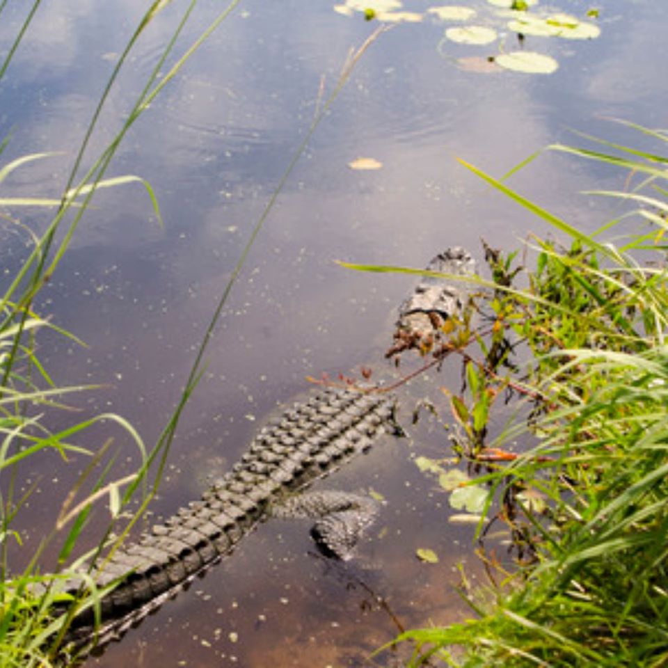 Wildlife Gallery | Beaufort, SC | Tracks Wildlife Control