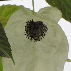 Plant Finder App | Planting Catalogue | Allwood Trees