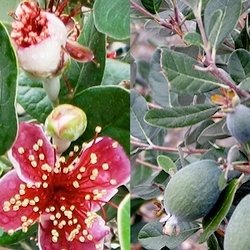 Plant Finder App | Planting Catalogue | Allwood Trees