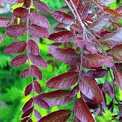 Plant Finder App | Planting Catalogue | Allwood Trees