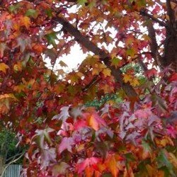 Plant Finder App | Planting Catalogue | Allwood Trees