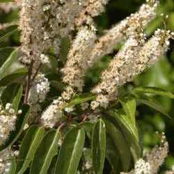 Plant Finder App | Planting Catalogue | Allwood Trees