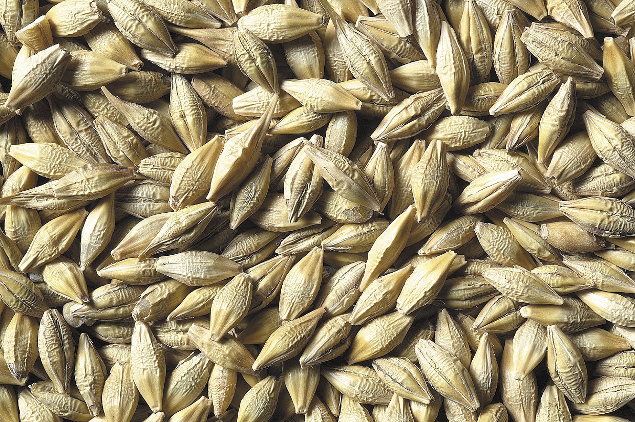 Barley Bound for Scotch Whisky Production