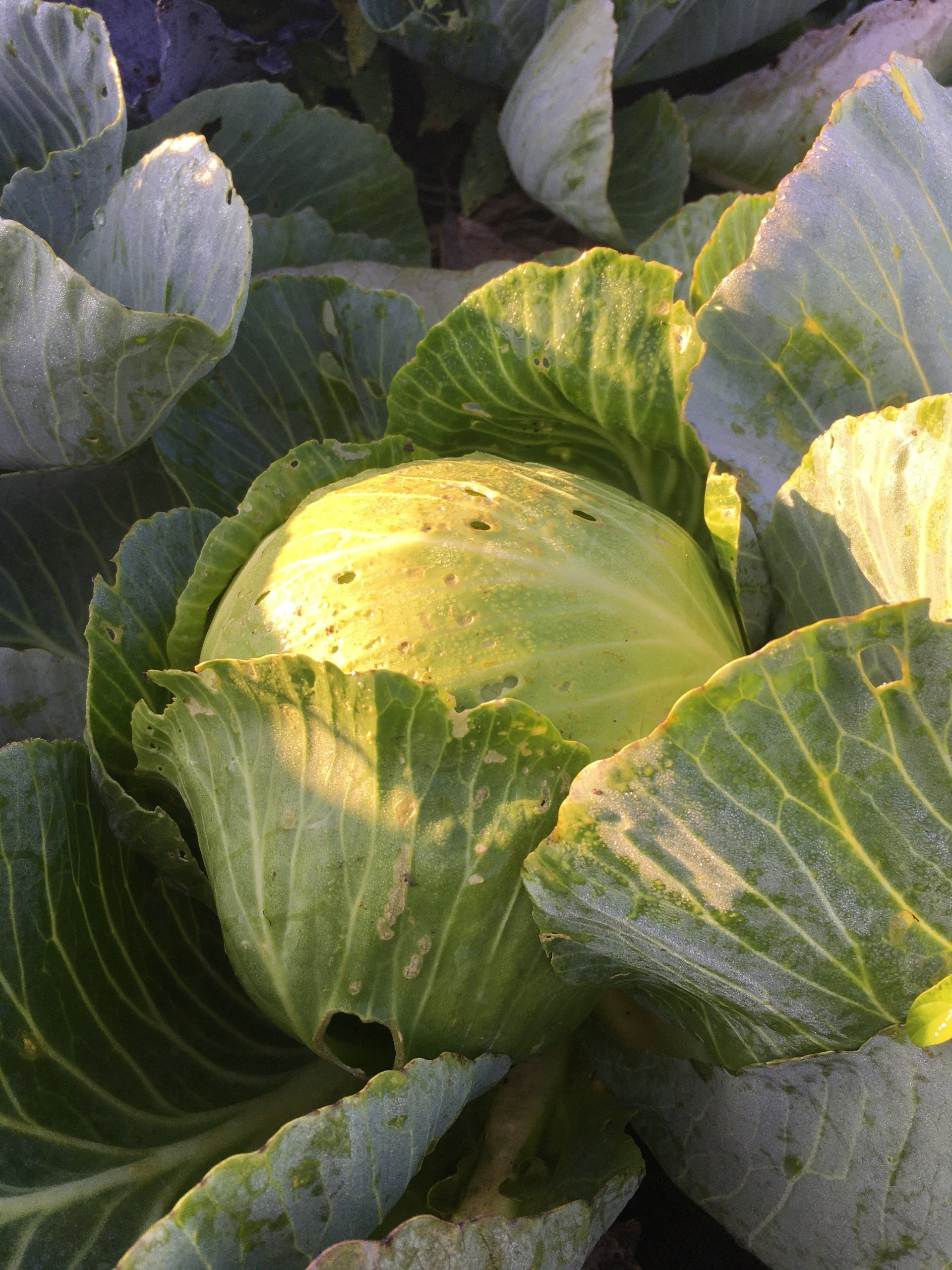 De geneeskracht van kool