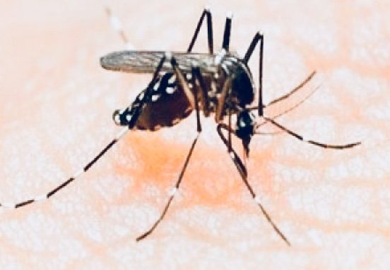 Pest Control Overview Of Bugs In Delaware