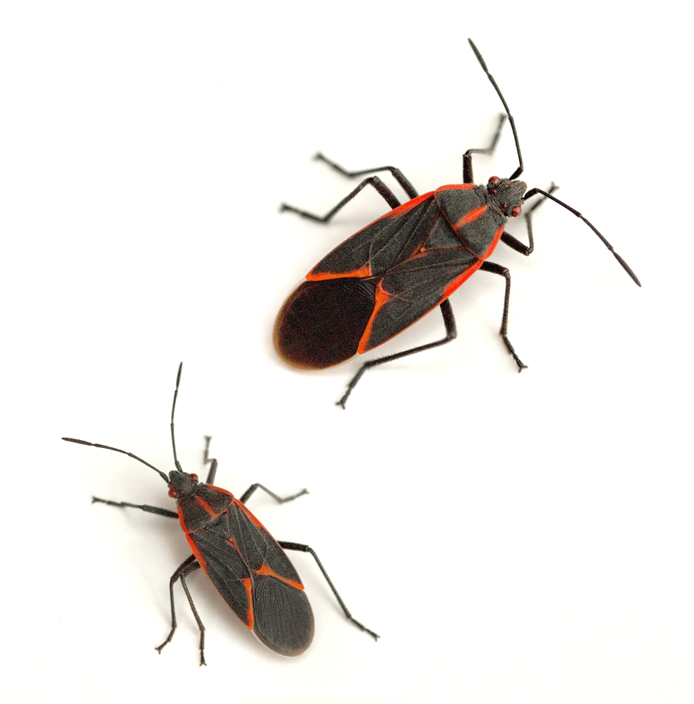 Pest Control Overview Of Bugs In Delaware