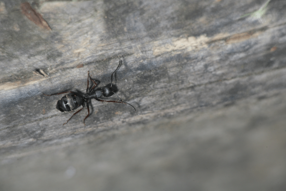 Pest Control Overview Of Bugs In Delaware