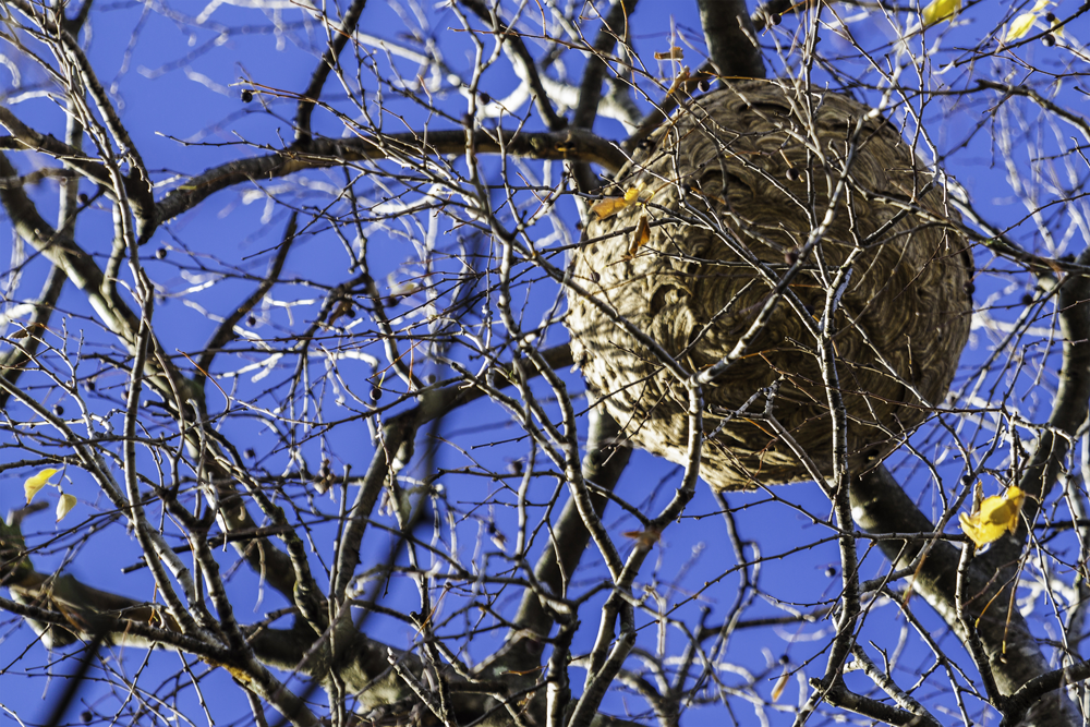 Pest Control Overview Of Bugs In Delaware