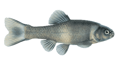 Pond Stocking Fish for Sale at Cassidy Fish Farm in Dale IN