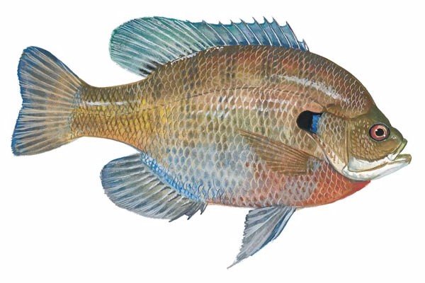 Pond Stocking Fish for Sale at Cassidy Fish Farm in Dale IN