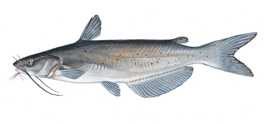 Pond Stocking Fish for Sale at Cassidy Fish Farm in Dale IN