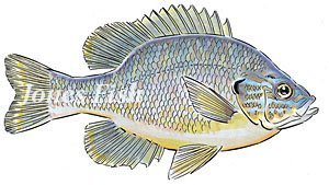 Pond Stocking Fish for Sale at Cassidy Fish Farm in Dale IN