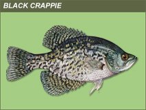 Pond Stocking Fish for Sale at Cassidy Fish Farm in Dale IN