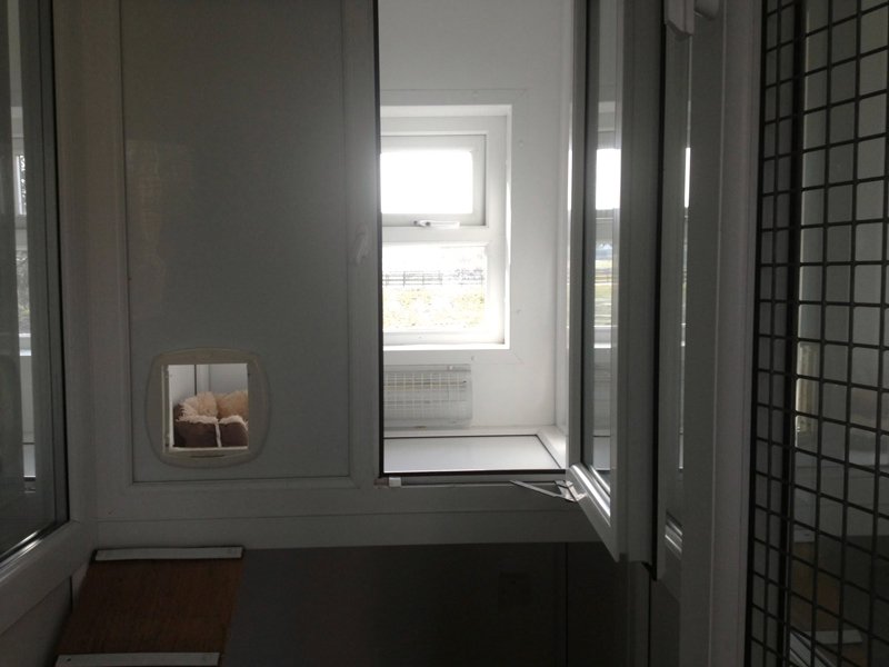 Cattery Gallery | Cannock | Pricklewell Cattery