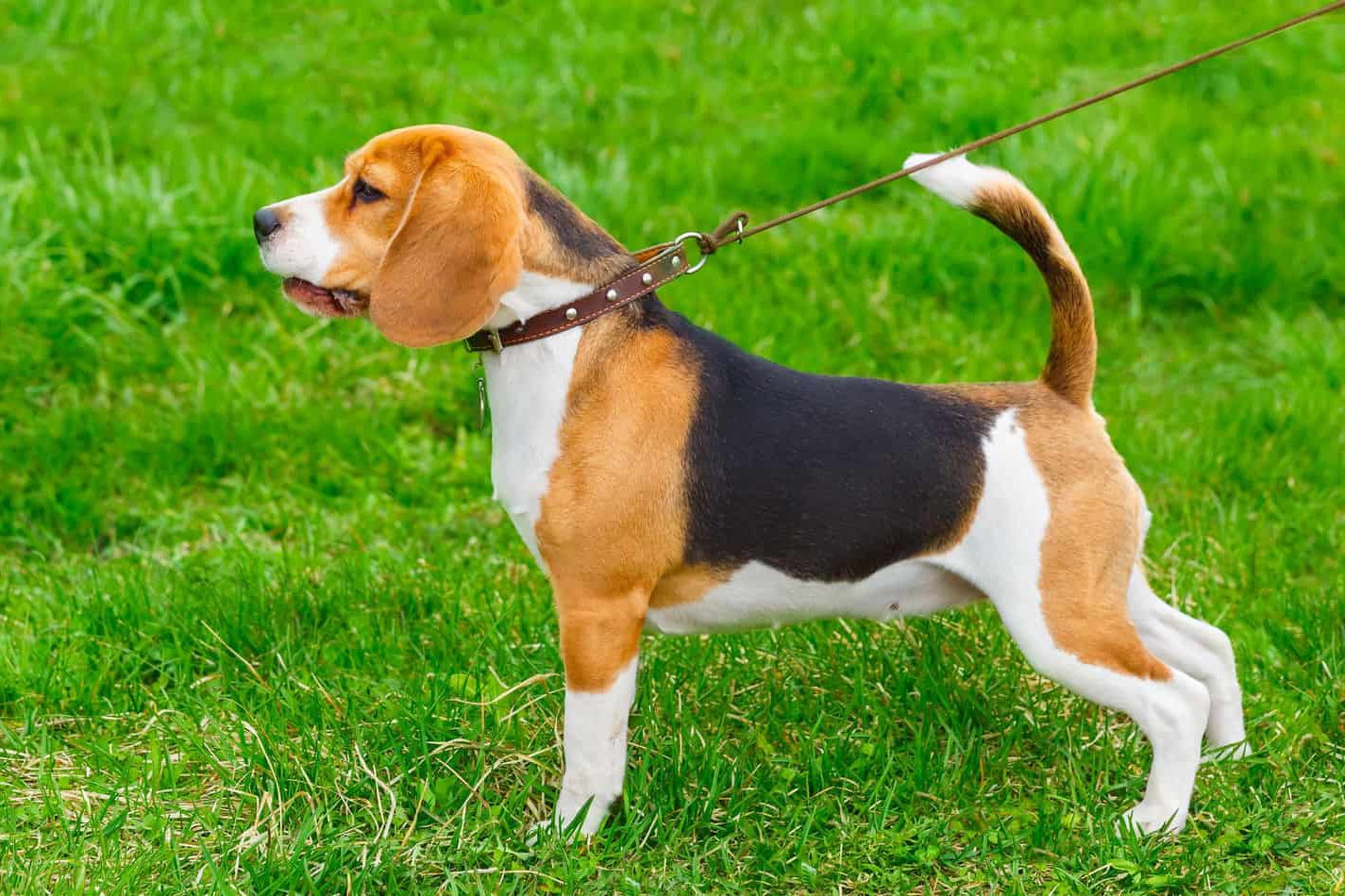 Perros Beagle en Mexico | Beagle en Guadalajara