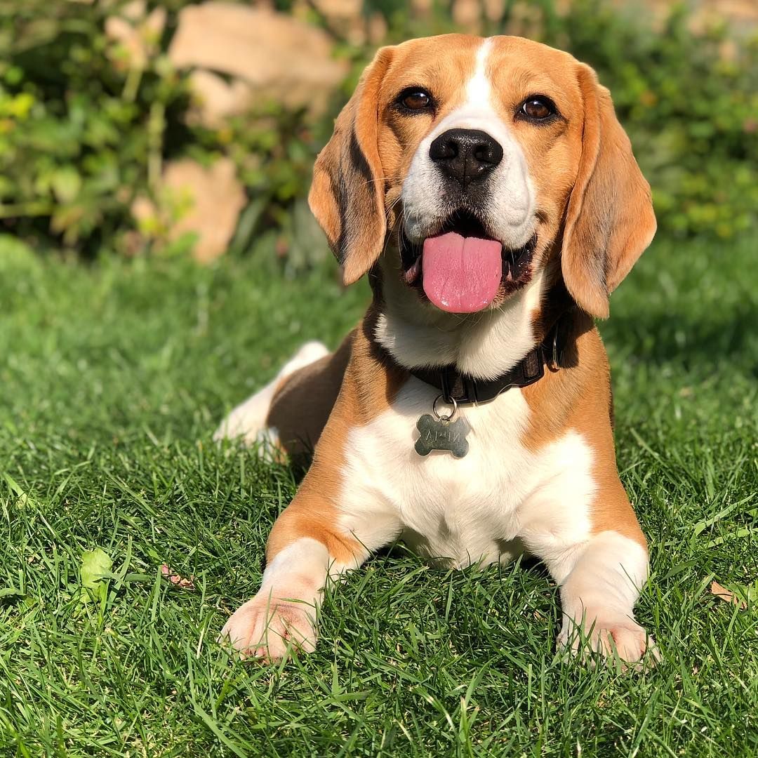 Perros Beagle en Venta Mexico | Criadero Beagle.mx