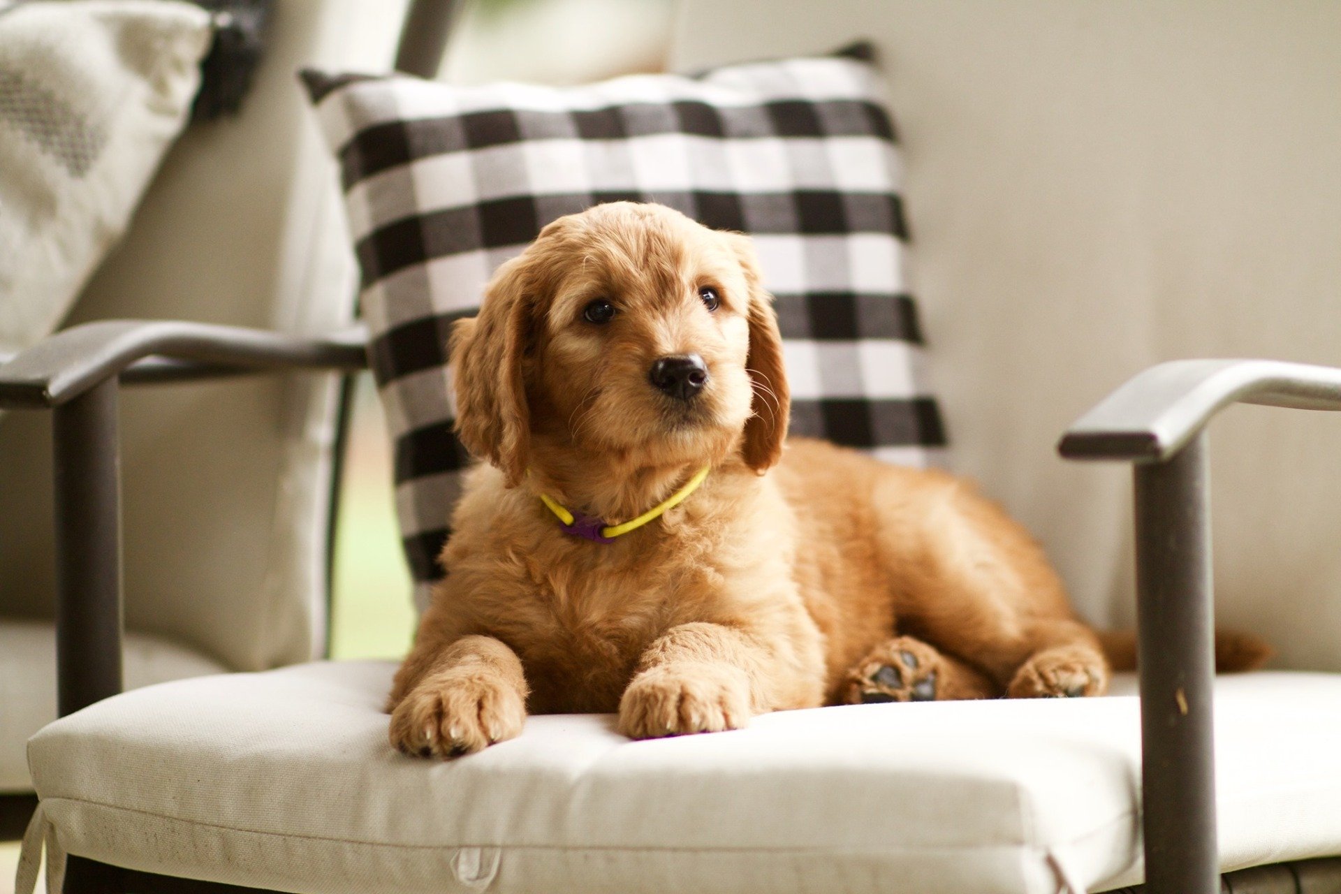 Home | Bedrock Labradoodles