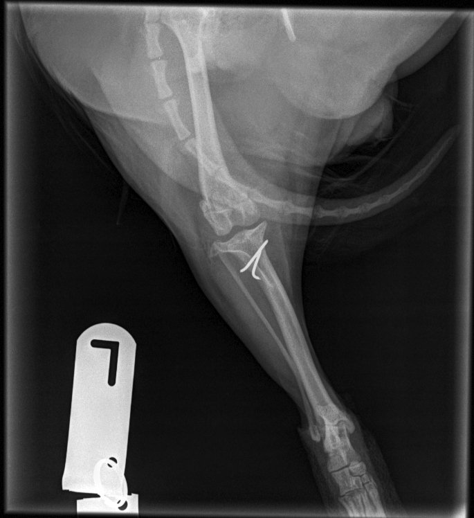 Patella Luxation