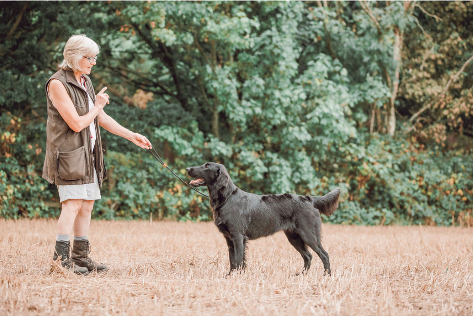 Welcome to Lynette Irwin - The home of Bumblyn Flatcoated Retrievers