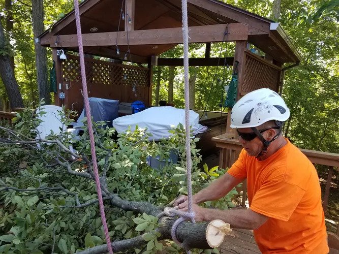 Timberland Tree Service - Tree Removal