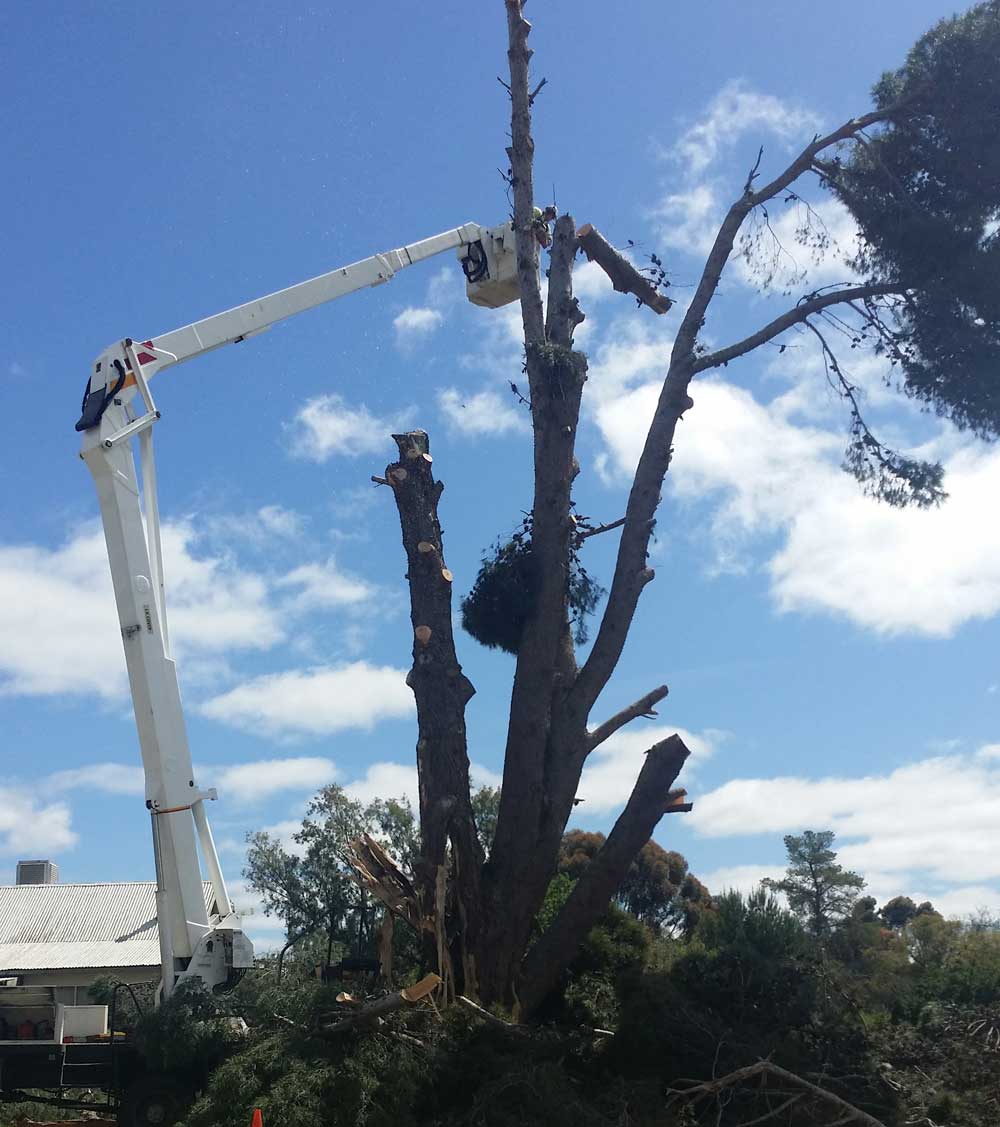 Tree Felling Services | Mildura Tree Services