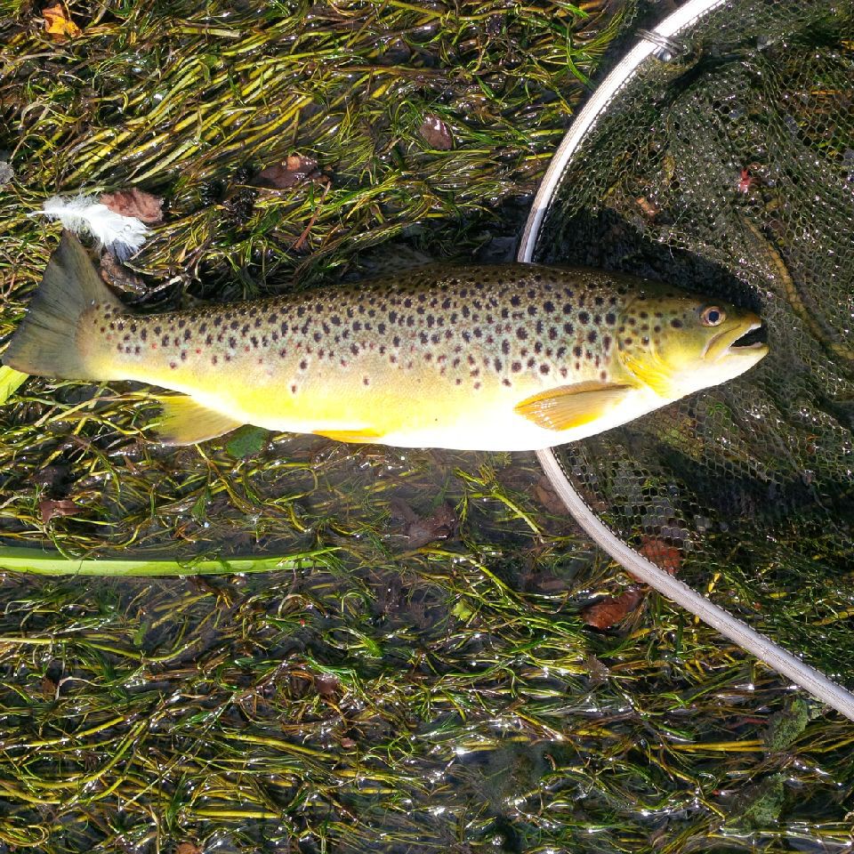 Fishing the River Rye in2015