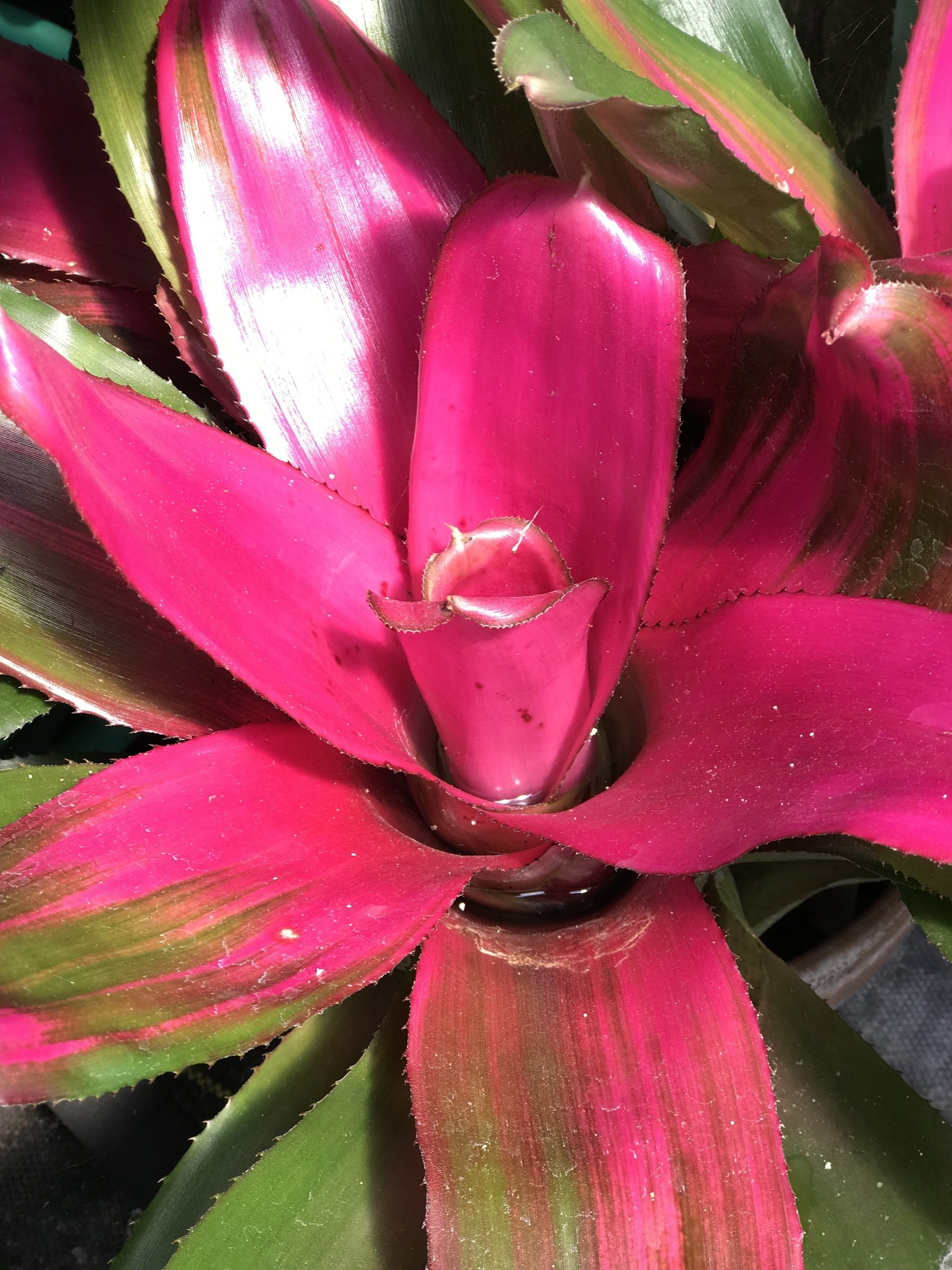Tennessee Tropicals
