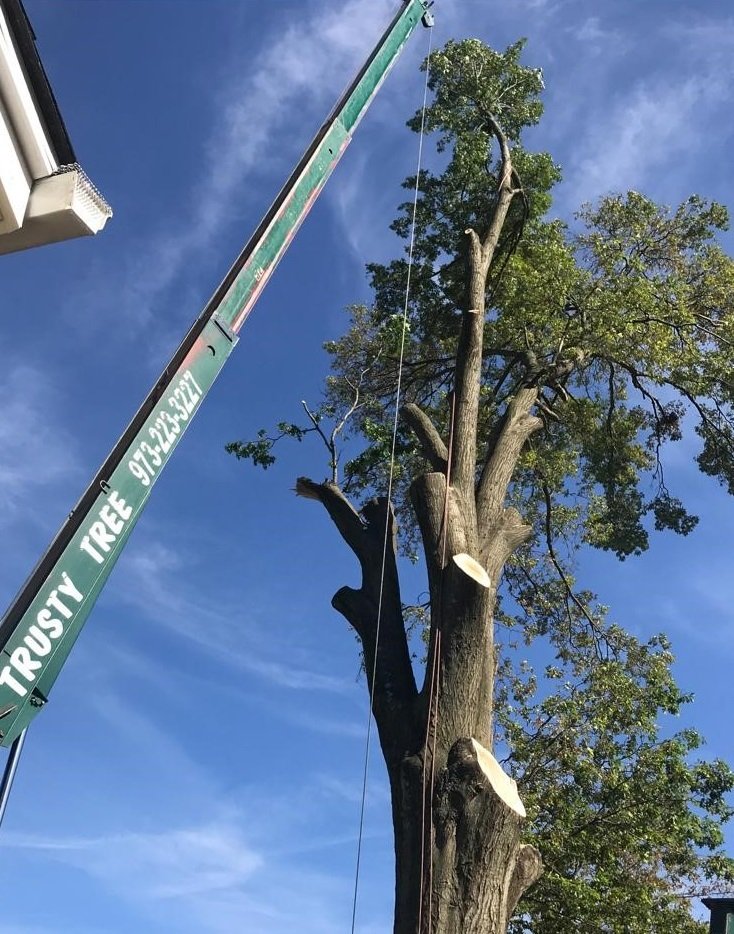 Tree Trimming | Dover, NJ | Trusty Tree Service LLC