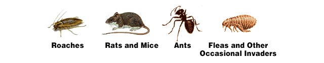 Pest Control Service Mississippi | Positive Pest Control