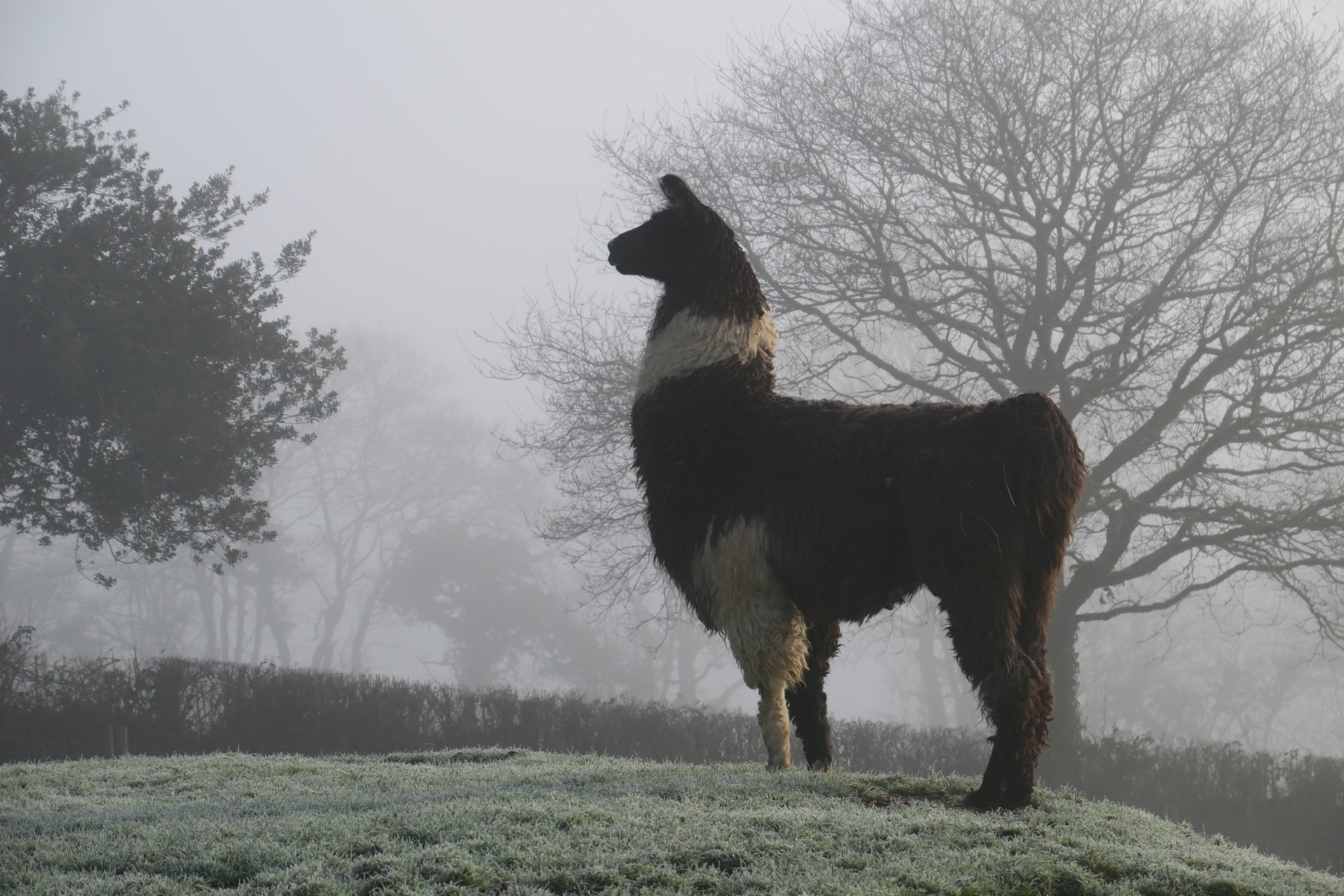 Llama walks and treks in Newent