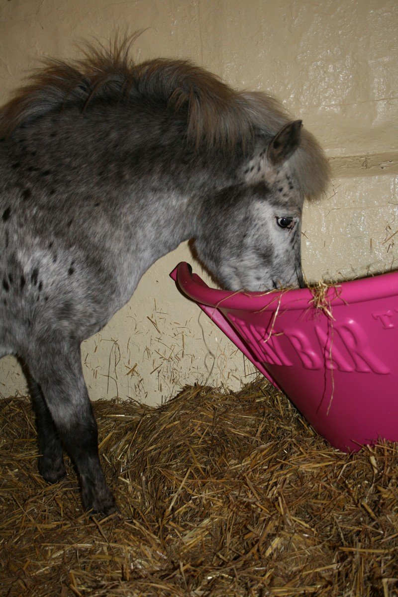 Home :: Hay Bar | The Safer, Smarter Feeding Solution for Horses