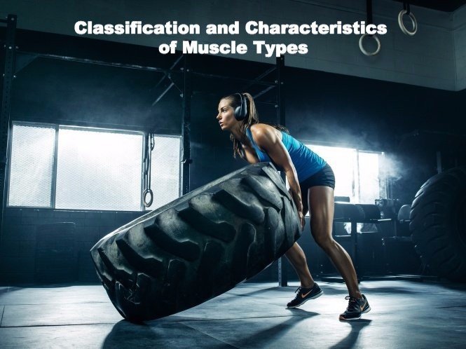 Classification and characteristics of muscle types